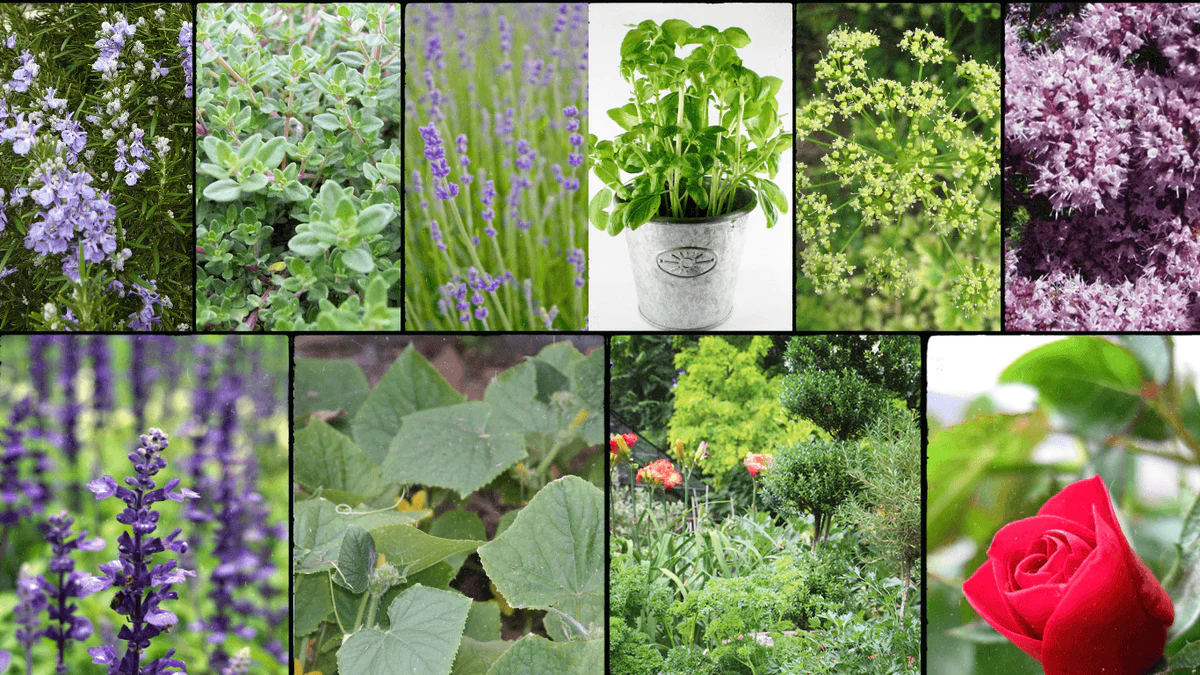 Flourishing Favorites: Most Common Plants in American Gardens ...