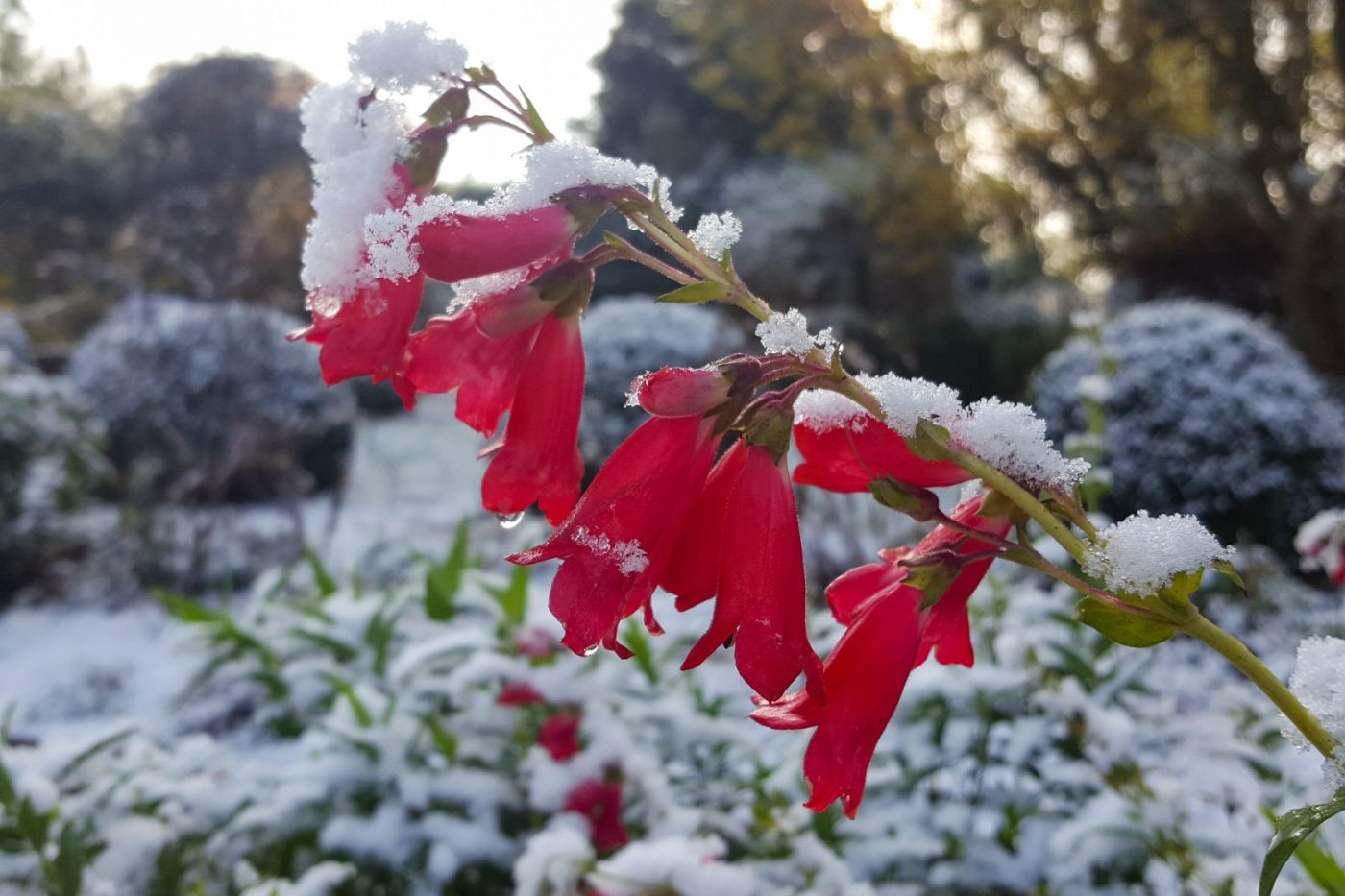 10 Traditional Native American Gardening Techniques - AmericanGardener.com