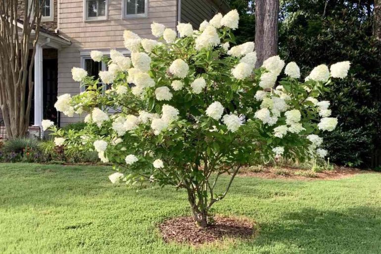 Firefly Petunia: A Guide to Growing and Caring for This Vibrant Flower ...