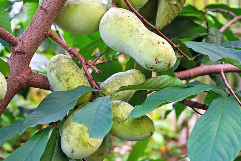 Firefly Petunia: A Guide to Growing and Caring for This Vibrant Flower ...