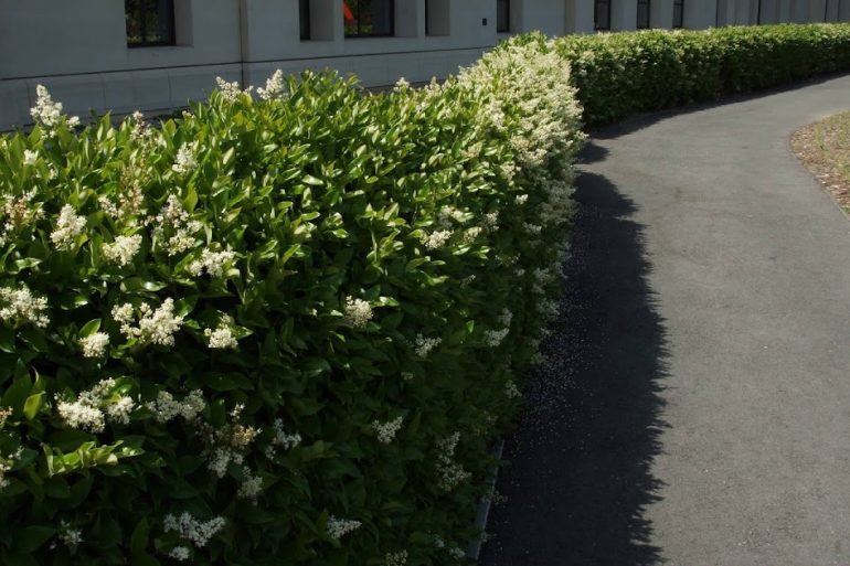 Arbor Day: A Celebration of Trees in America - AmericanGardener.com