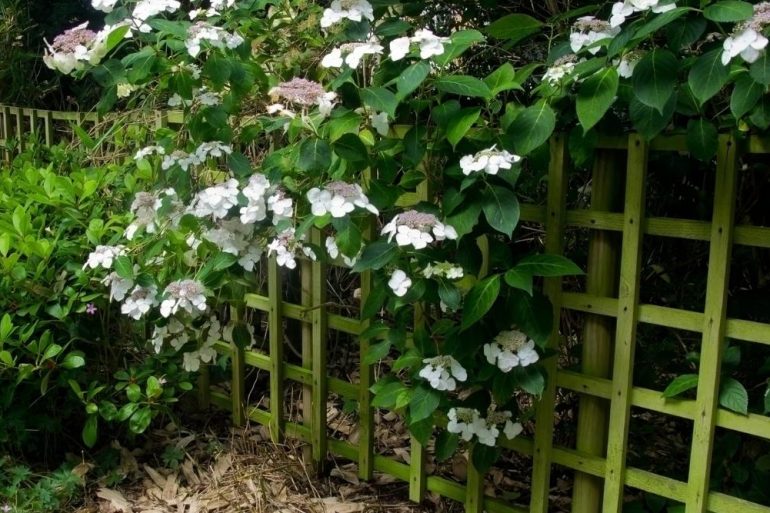 Beginner's Guide to Growing Garlic: From Cloves to Harvest ...