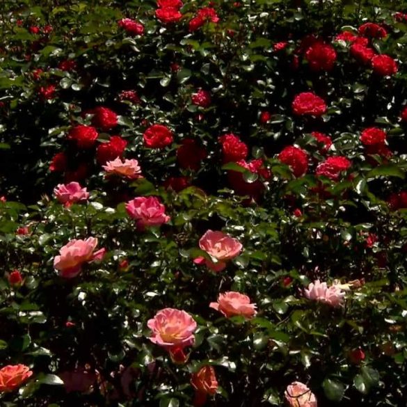 Knock Out® Roses Care: The Ultimate Guide for Stunning Blooms ...
