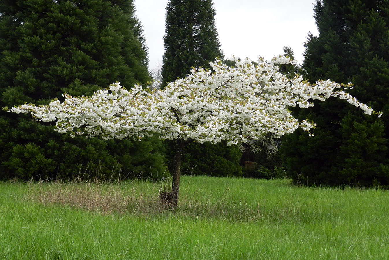 Nagami Kumquat Tree - AmericanGardener.com