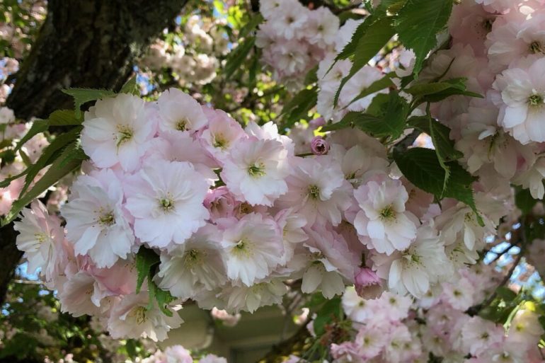 Japanese Maples Made Easy: Care and Maintenance Tips - AmericanGardener.com