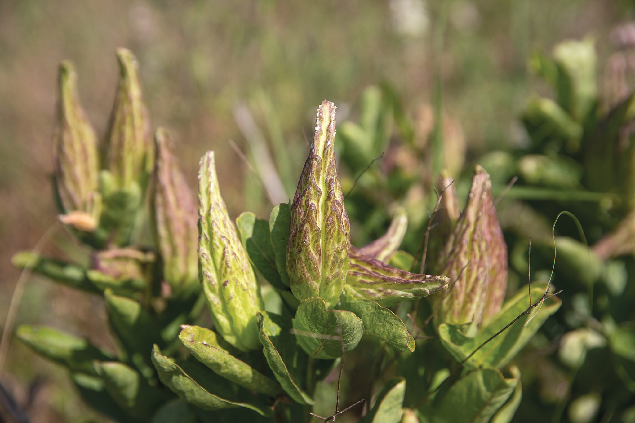The Dogwood Tree: An American Treasure - AmericanGardener.com