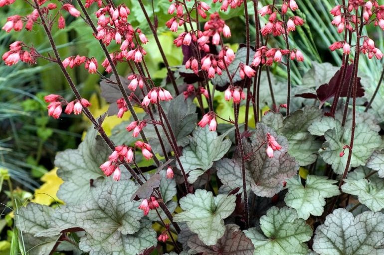 Shumard Oak: A Fast-Growing Native Tree Perfect for Landscapes ...