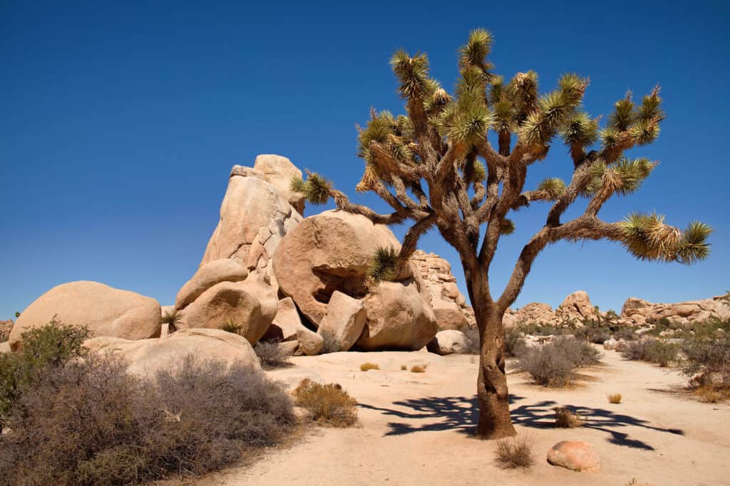 Guide to Plant Dormancy: Understanding Nature's Resting Phase ...